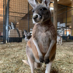 Ride Thru Safari and Walk Thru Zoo – The Watering Hole