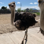 Ride Thru Safari and Walk Thru Zoo – The Watering Hole